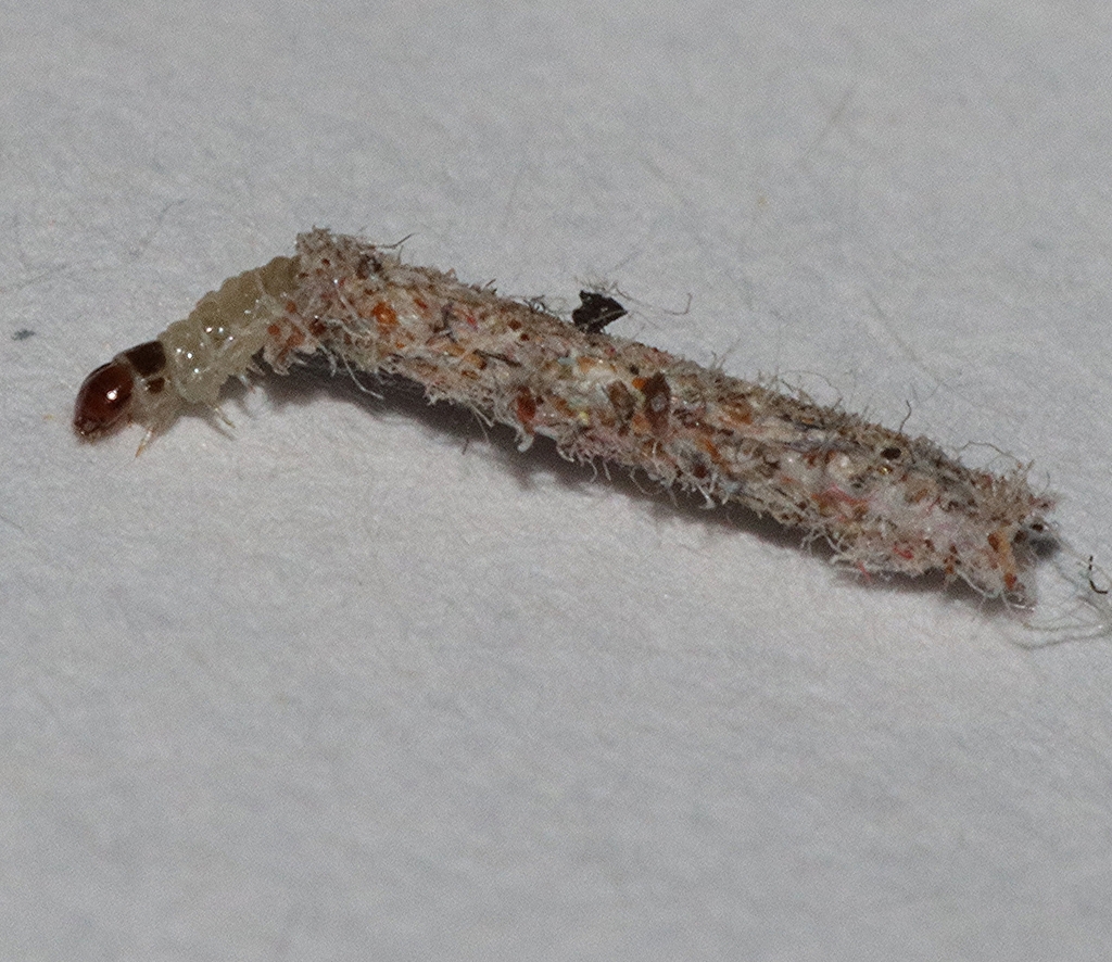Case-bearing Clothes Moth from Melbourne VIC, Australia on August 03 ...