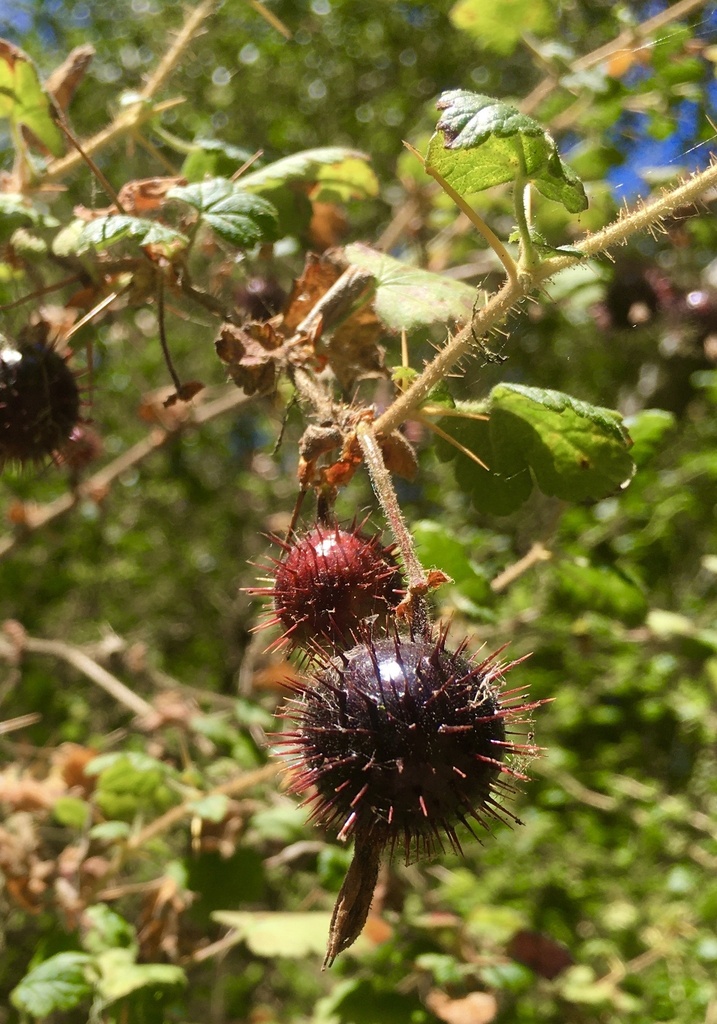 canyon gooseberry from Camborne Pl, Cambria, CA, US on August 01, 2022 ...