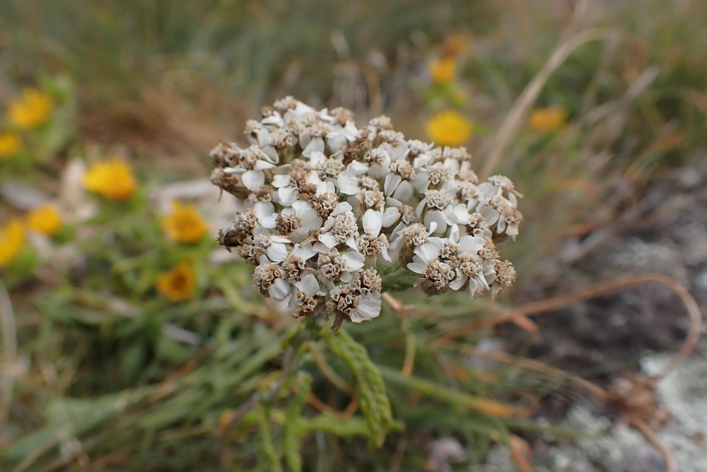 common yarrow from Alberni-Clayoquot, British Columbia, Canada on 31 ...