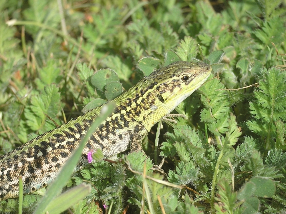 Balkan Wall Lizard (Reptiles of Romania) · iNaturalist