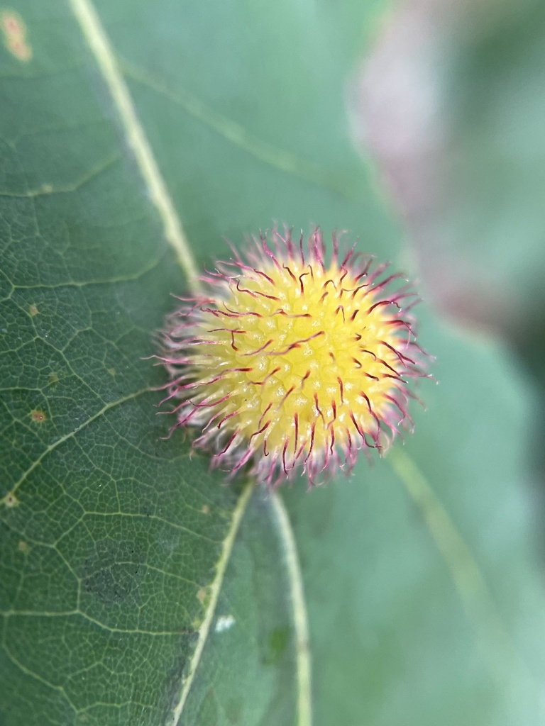 Hedgehog Gall Wasp from Amherst, NH, US on July 30, 2022 at 11:56 AM by ...