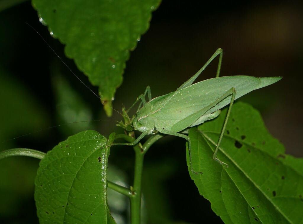 Orophus from Villanueva, Honduras on August 02, 2022 at 08:37 PM by ...