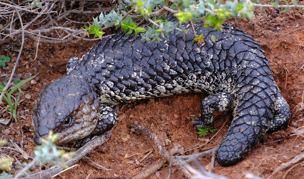 Shingleback Lizard from Kalbarri National Park WA 6536, Australia on ...