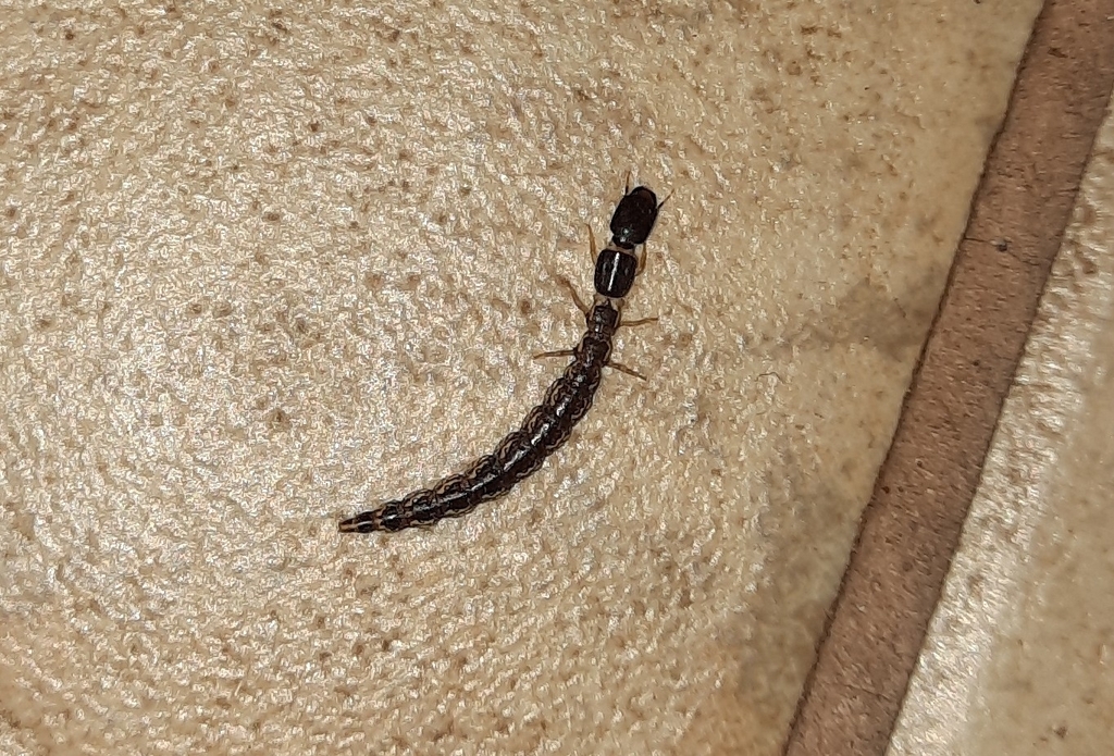 Raphidiid Snakeflies from Nordstraße 9 on August 03, 2022 at 05:35 AM ...