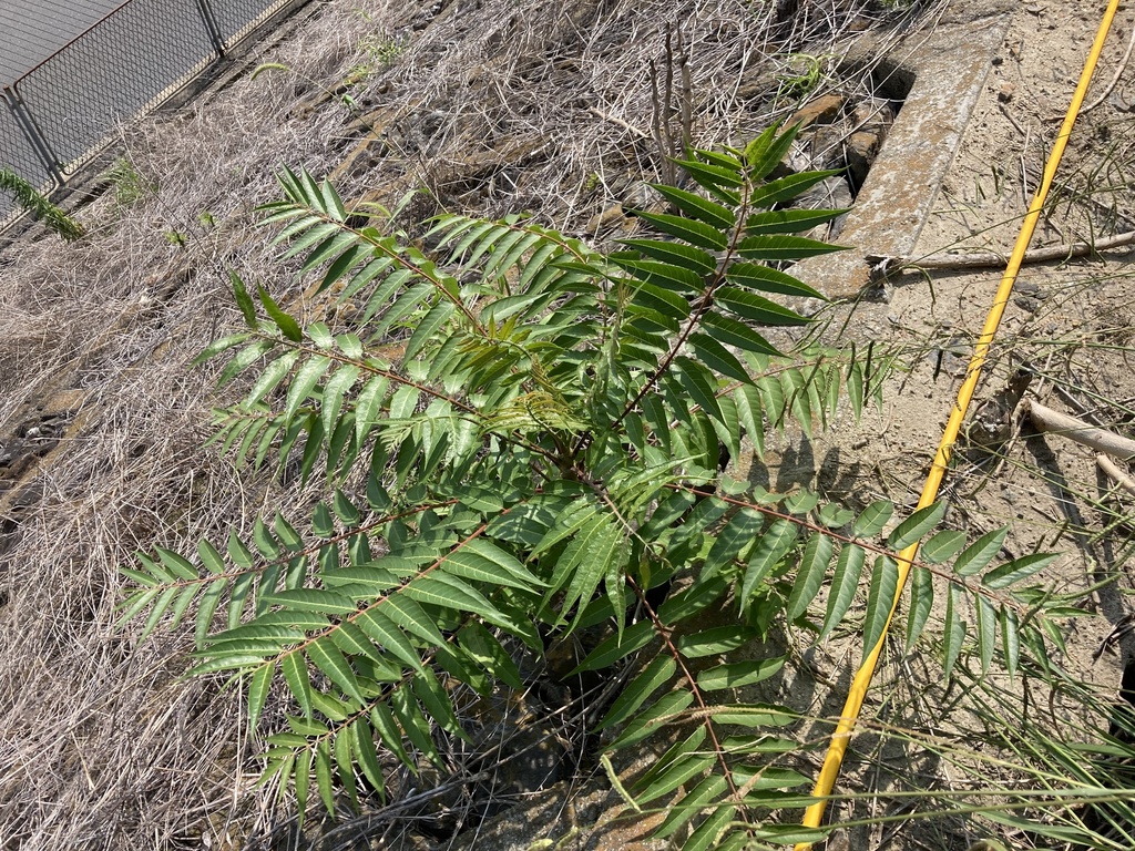 tree-of-heaven in July 2022 by yumerisu · iNaturalist