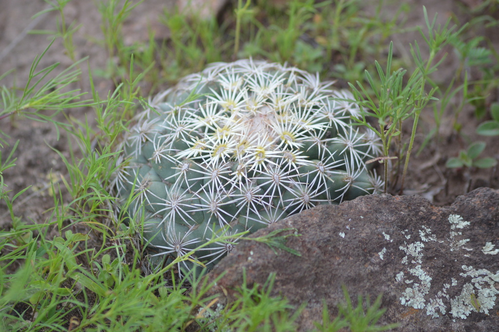 Coryphantha compacta from Namiquipa, MX-CH, MX on August 1, 2021 at 12: ...