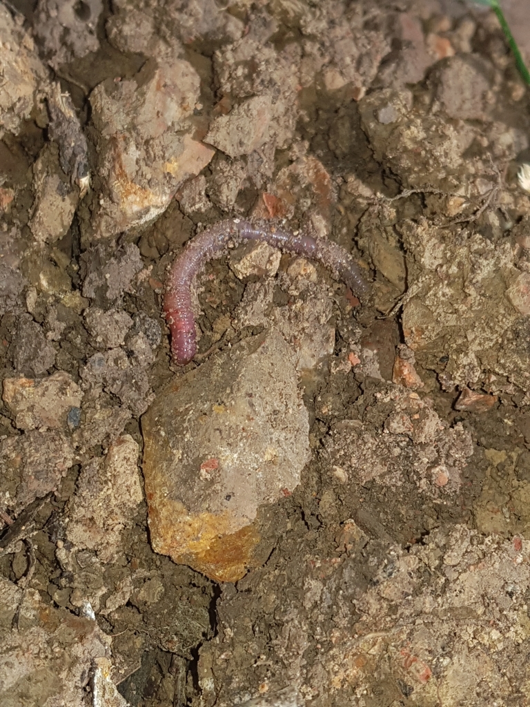 Common Earthworm from Coffs Harbour NSW 2450, Australia on June 16 ...