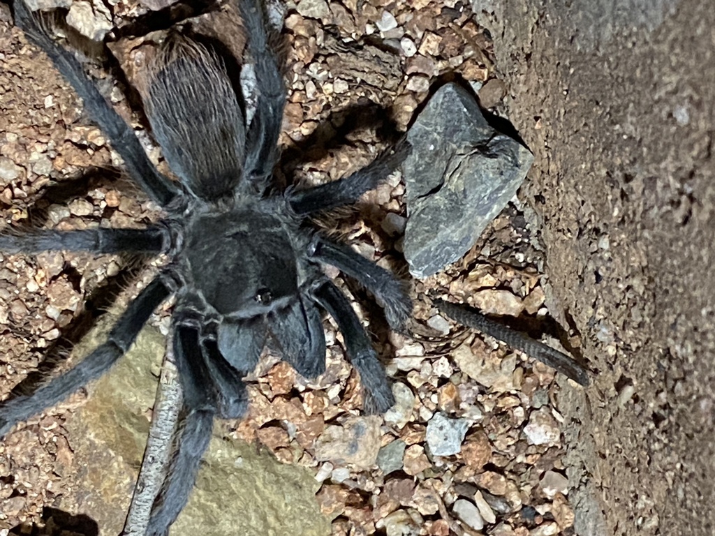 Tucson Bronze Tarantula from E Wandering Creek Pl, Vail, AZ, US on ...