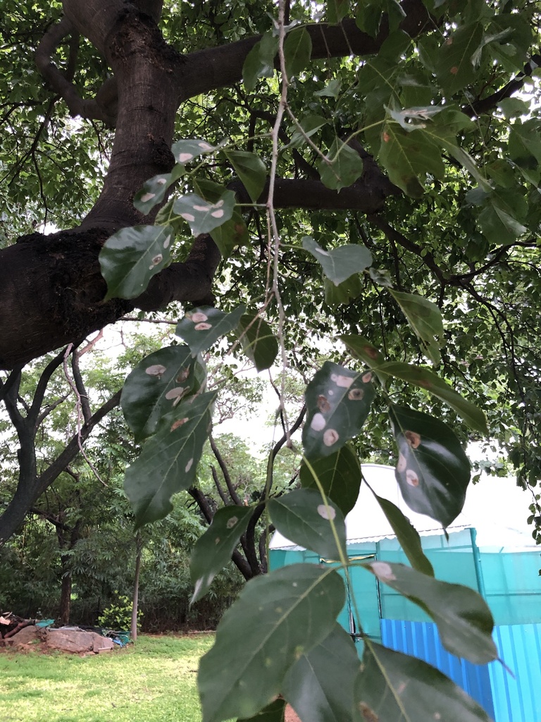 Indian beech tree from Patigadda, Secunderabad, TG, IN on August 02 ...