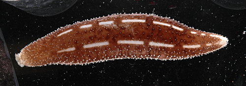 Holothuria michaelseni · iNaturalist