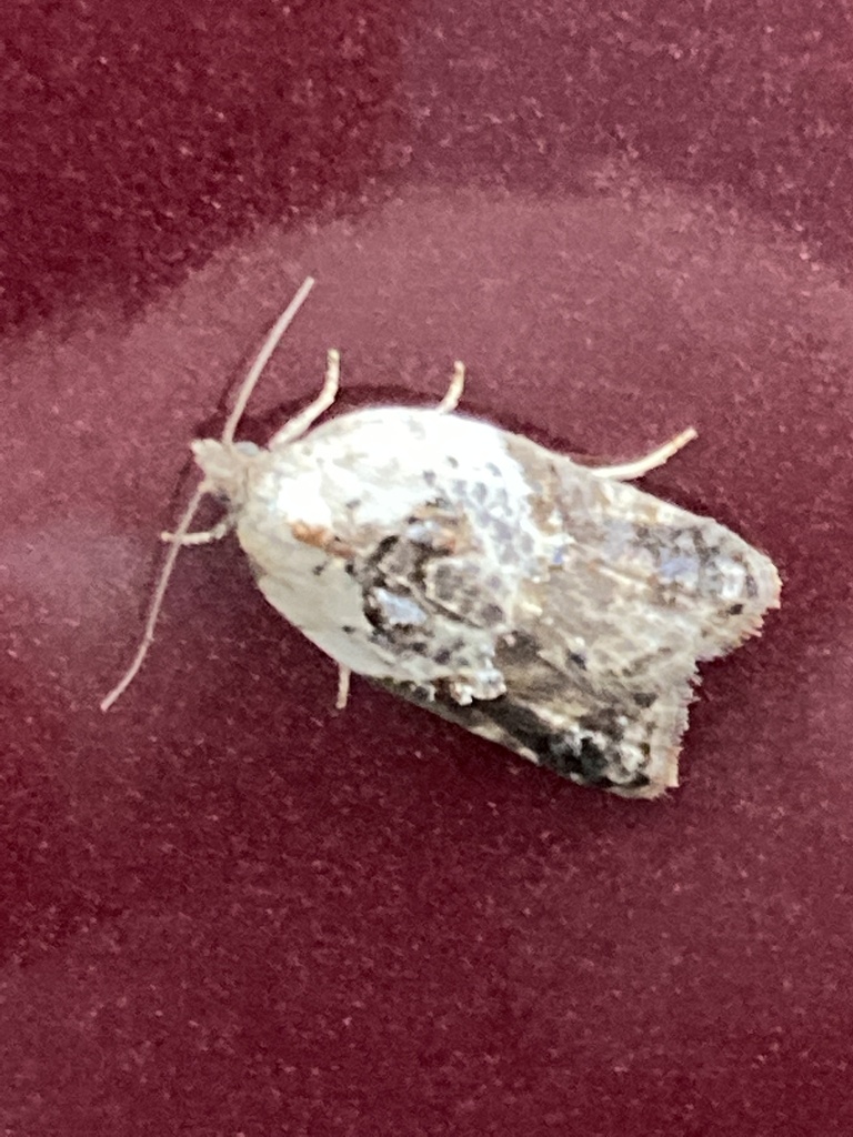 Garden Rose Tortrix from Arcata on August 02, 2022 at 08:24 PM by Kevin ...