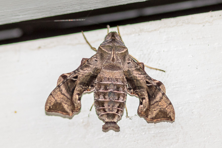 Neogurelca hyas from Pha Sing, Mueang Nan District, Nan 55000, Thailand ...