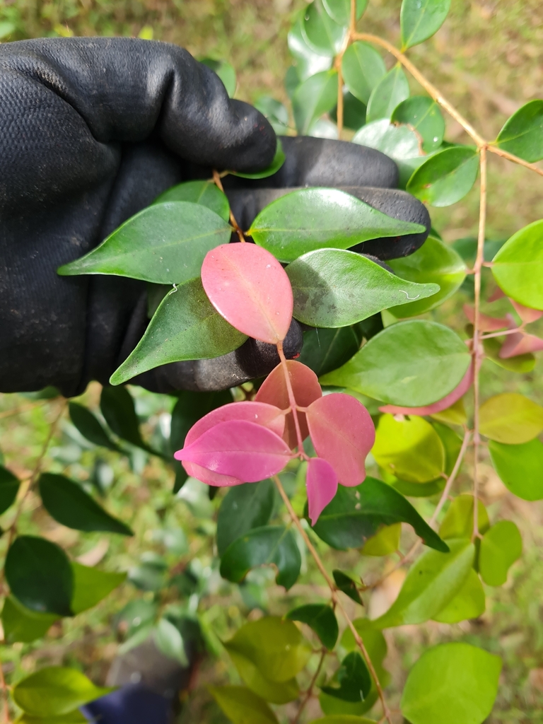 Small-leaved Lilly Pilly from Springwood QLD 4127, Australia on August ...