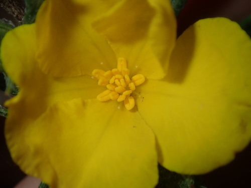 Hibbertia squarrosa · iNaturalist