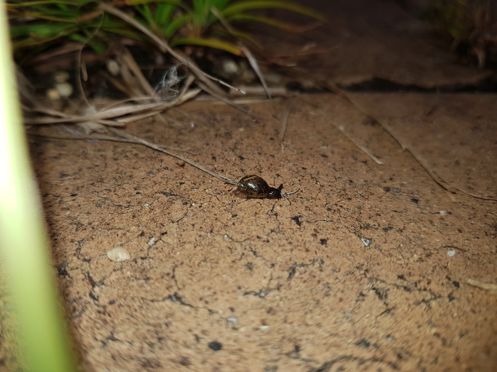 Succinea costaricana from Moonee Beach NSW 2450, Australia on May 01 ...
