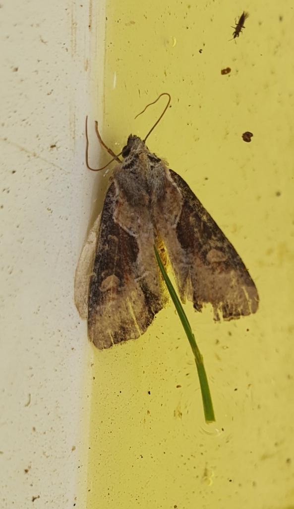 Double-lobed Moth from Eyemouth TD14, UK on August 03, 2022 at 08:55 AM ...
