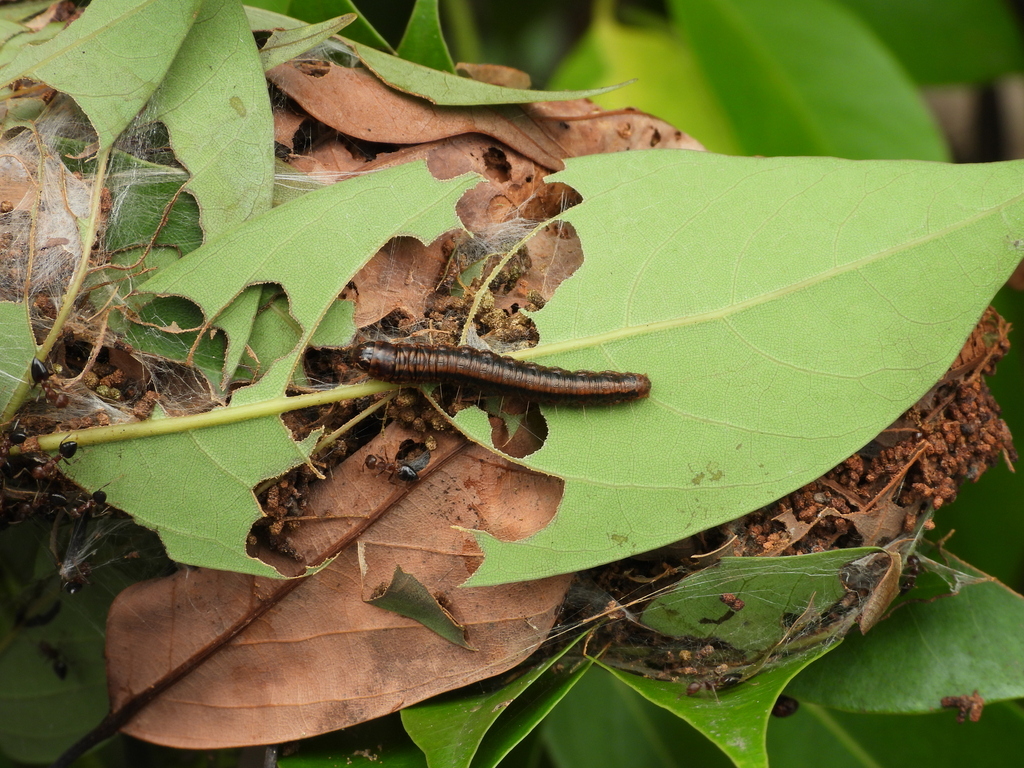 Millipedes from Yilan, Taiwan, Taiwan on June 26, 2022 at 10:41 AM by ...