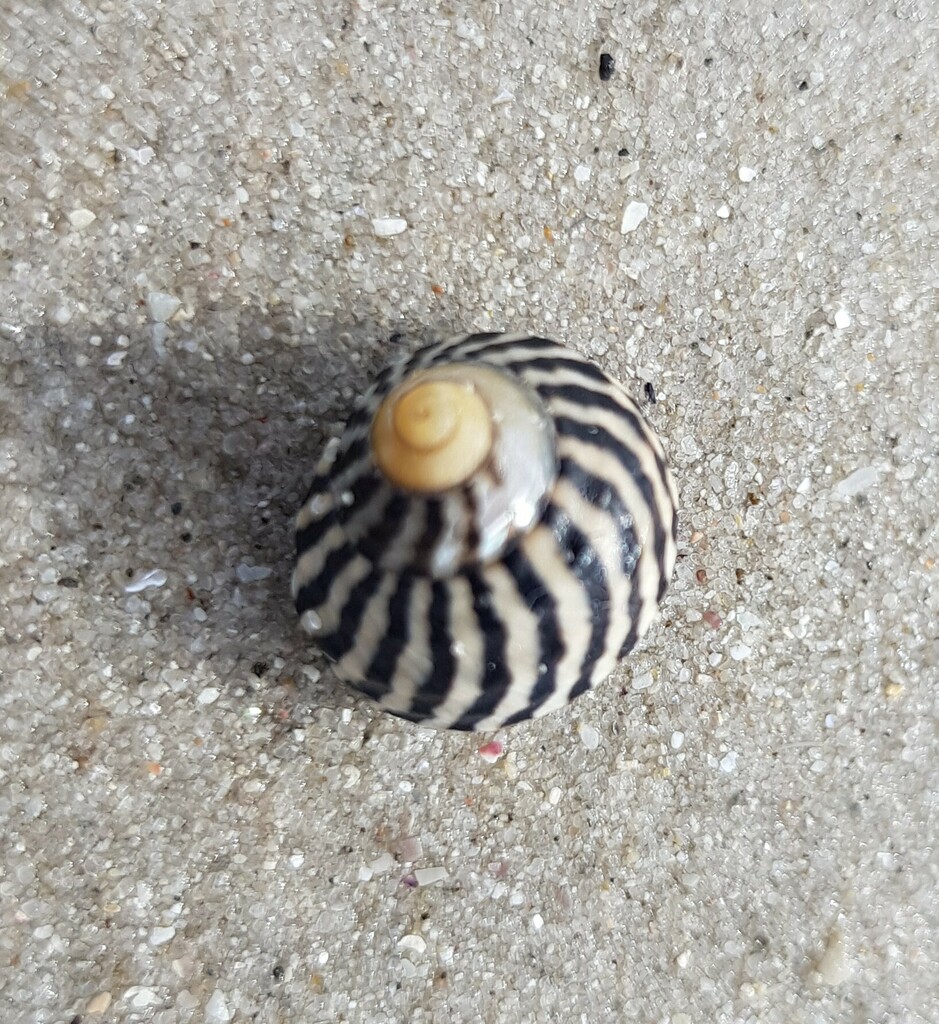 Zebra Top Snail from Callala Bay NSW 2540, Australia on July 31, 2022 ...