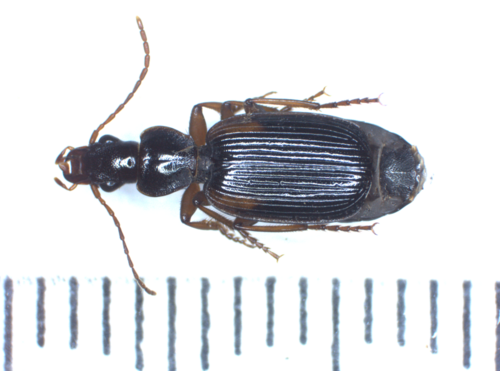 Cymindis humeralis · iNaturalist Guatemala