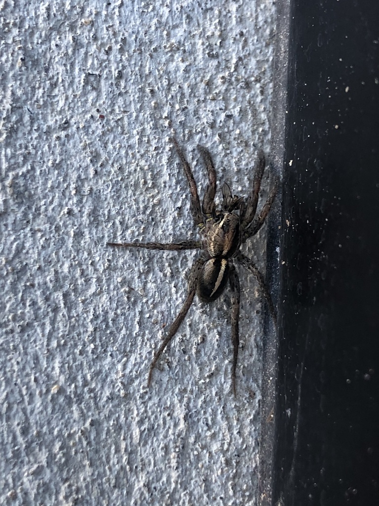 Garden Wolf Spider from Te Waipounamu/South Island, Lincoln, Canterbury ...