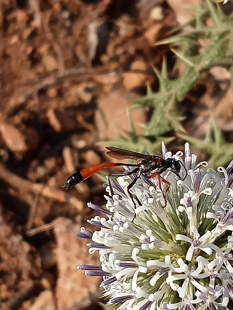 Thread-waisted Sand Wasps from İçmeler, 48720 Marmaris/Muğla, Turkey on ...