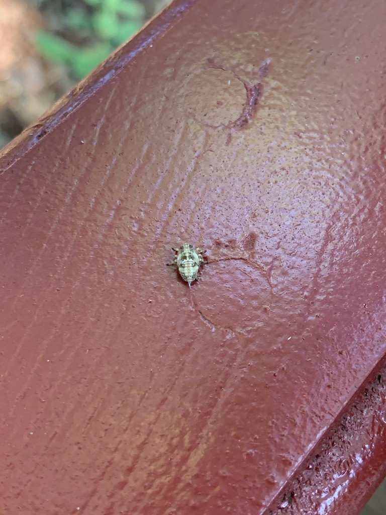 common issid bug from Pietersembos, Lanaken, Limburg, BE on August 03 ...