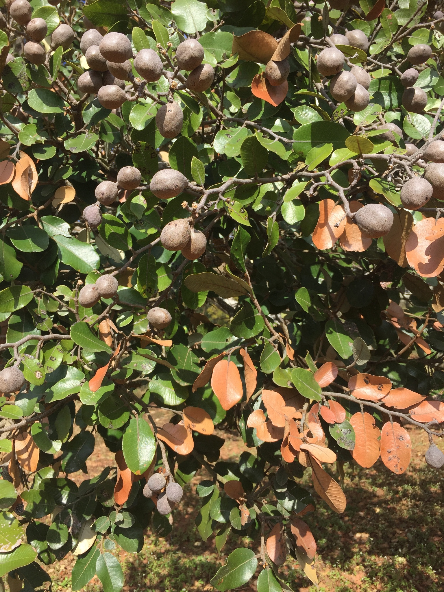 Parinari curatellifolia Planch. ex Benth.