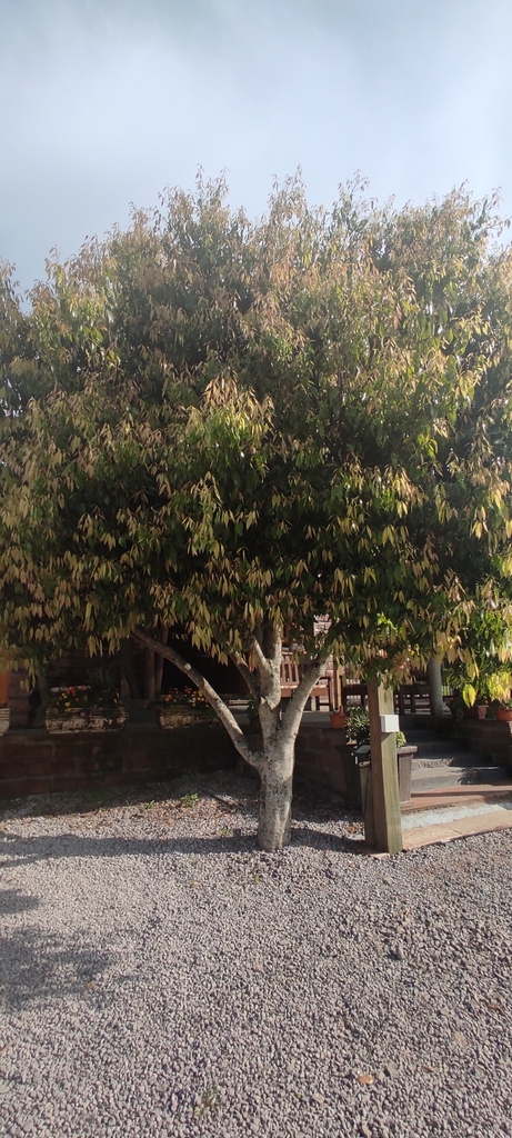Koko Trees from Linha Araripe RS 235 KM 22 Linha Araripe - Dos Boêmios ...