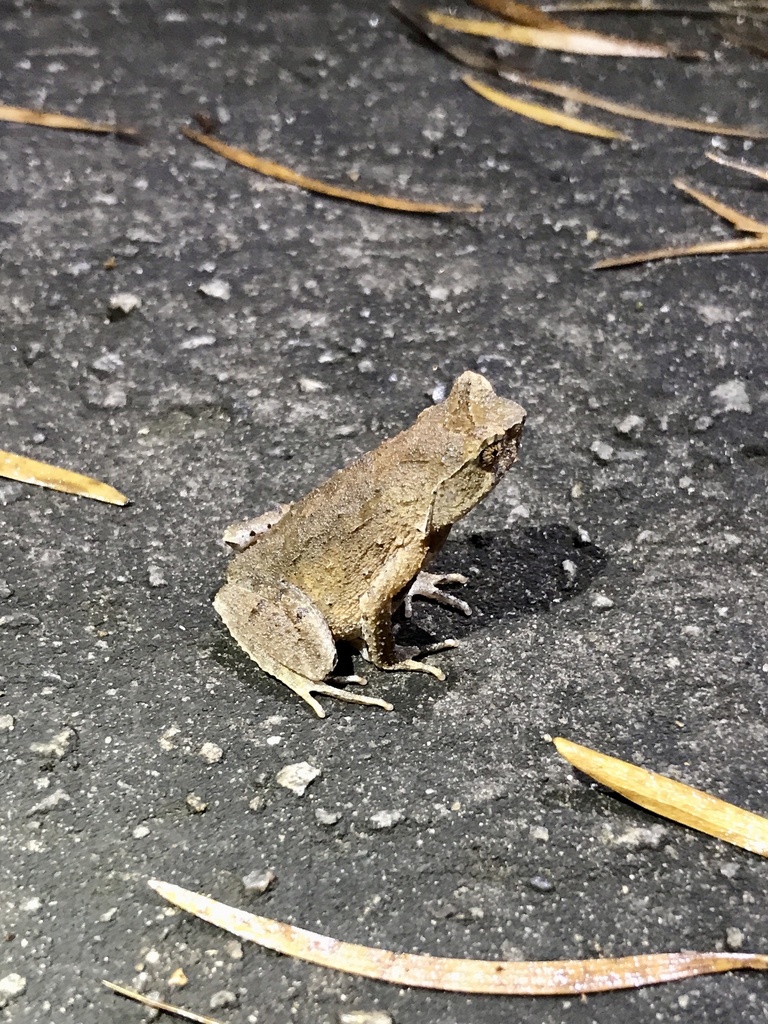 Short-legged Horned Toad in August 2022 by Jonathan Y · iNaturalist