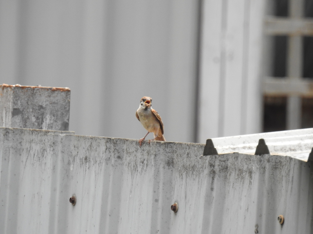 Eurasian Tree Sparrow from Hsinchu City, Kaohsiung, Taiwan on August 03 ...