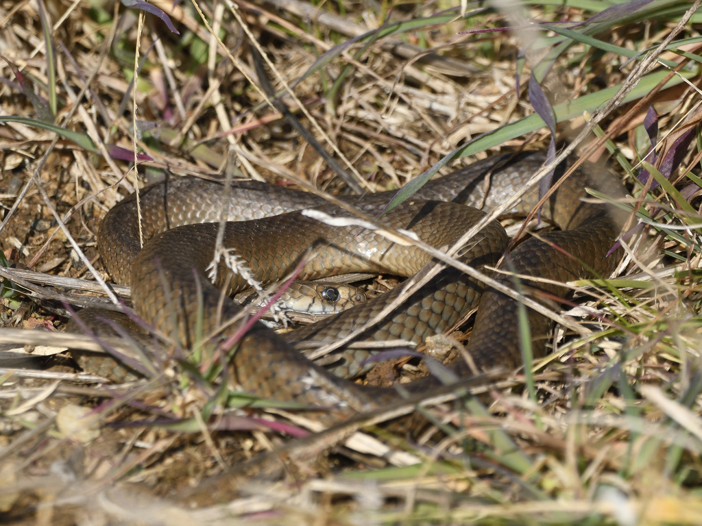 Eastern Brown Snake from Canberra Central, ACT, Australia on August 03 ...