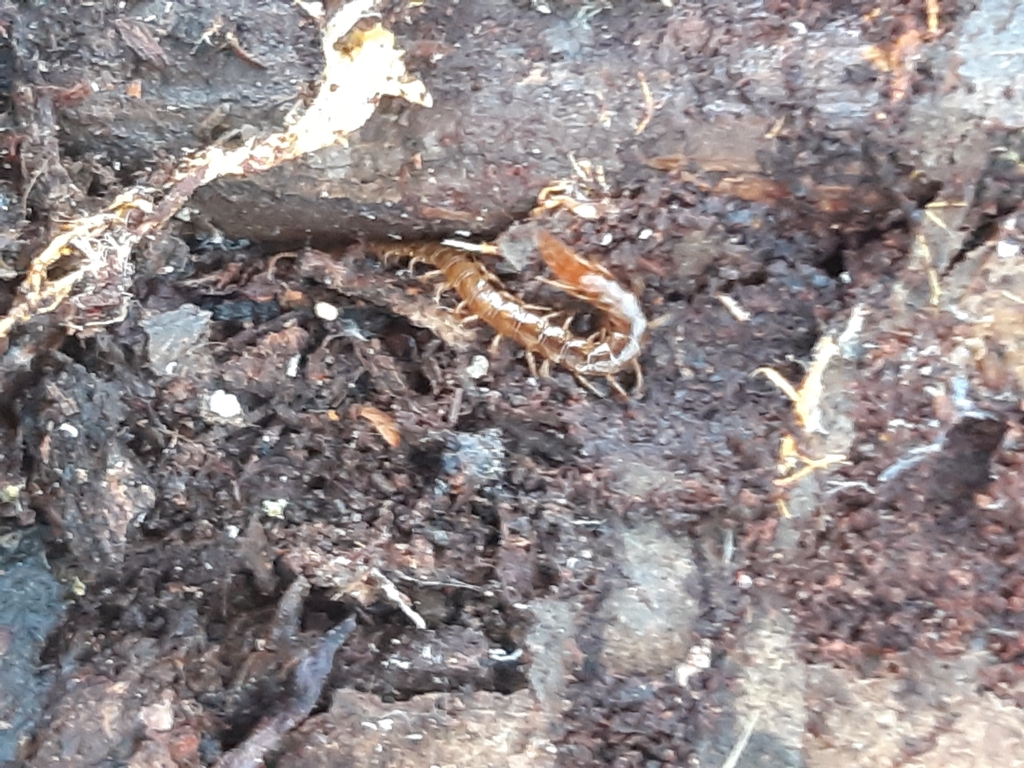 Cave Centipedes from Cranbourne VIC 3977, Australia on August 3, 2022 ...