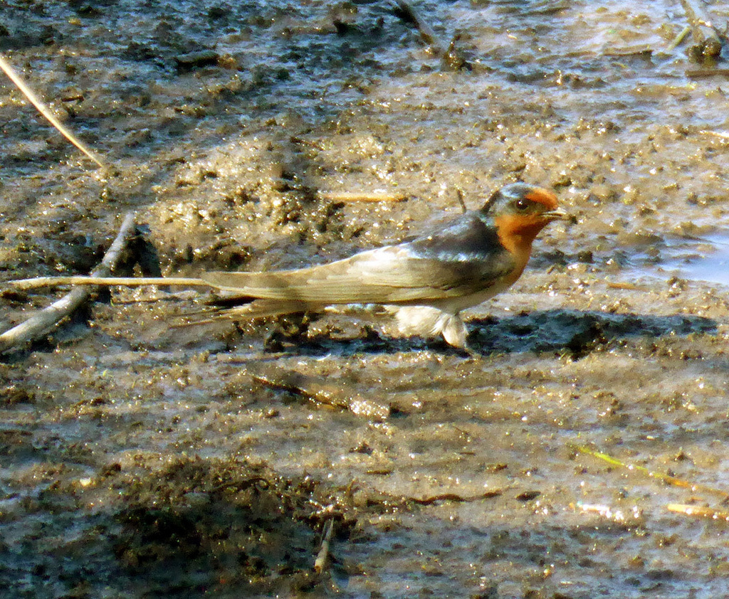 Welcome Swallow from Biggera Waters,Gold Coast QLD, Australia on July ...