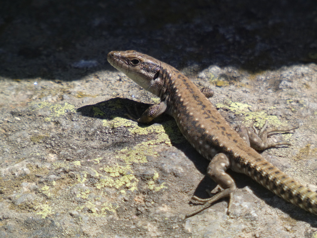Cyren’s Rock Lizard in July 2022 by sergiolc_el_avistador · iNaturalist