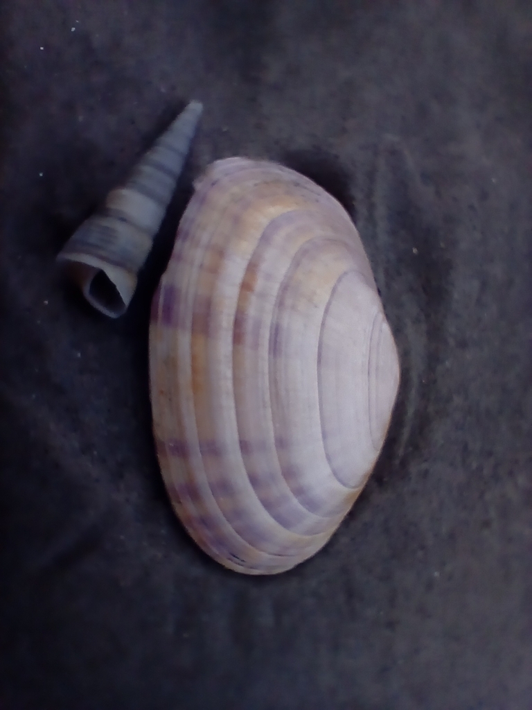 Sunset Clams from Kaunihera a-Rohe o Ōtepoti, Otago, New Zealand on ...