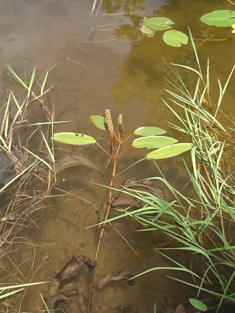 broad-leaved pondweed (ADIRONDACK RESEARCH GUIDEBOOK) · iNaturalist
