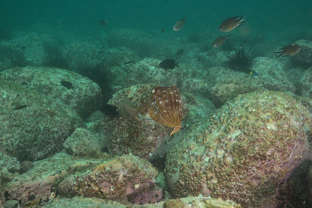 Giant African Cuttlefish from Lougne, Îles de la Madeleine, Dakar ...