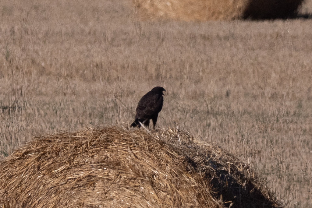 Common Buzzard from 85000 La Roche-sur-Yon, France on August 03, 2022 ...