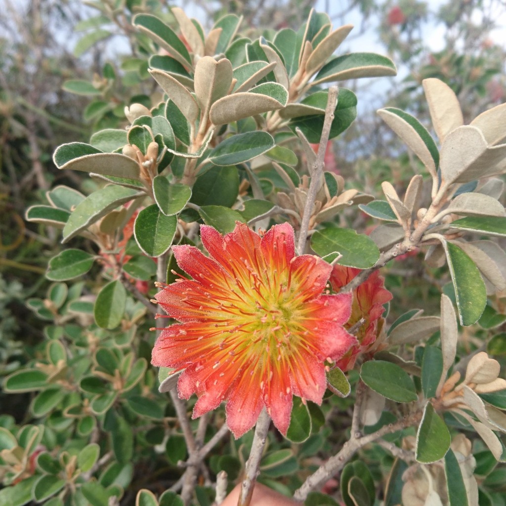 Tamala rose from Kalbarri, Northampton, Western Australia, Australia on ...