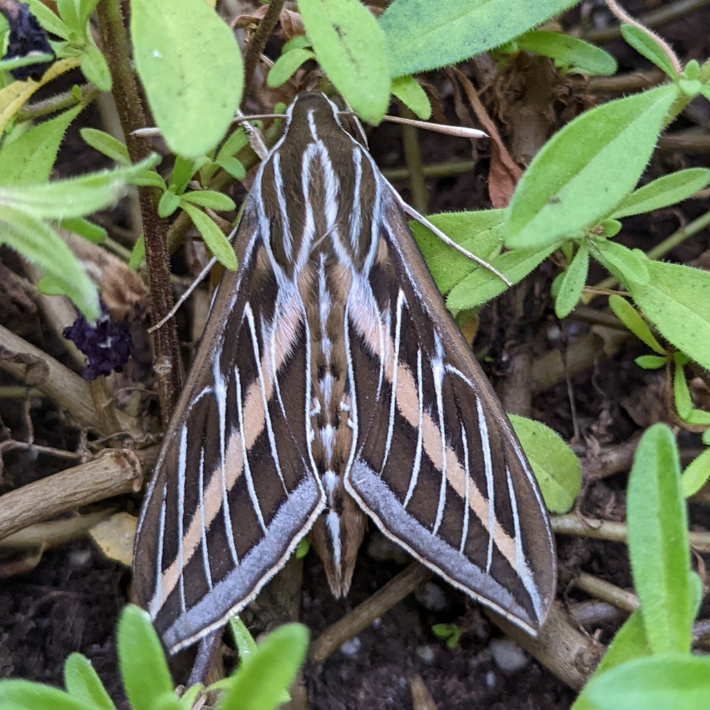 White-lined Sphinx from Tarbutt, ON, Canada on August 02, 2022 at 08:37 ...