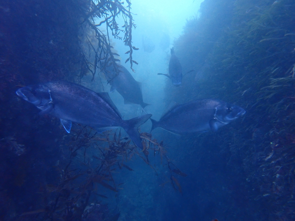 Blue Moki from Snorkel Trail on August 3, 2022 at 04:09 PM by Luca ...