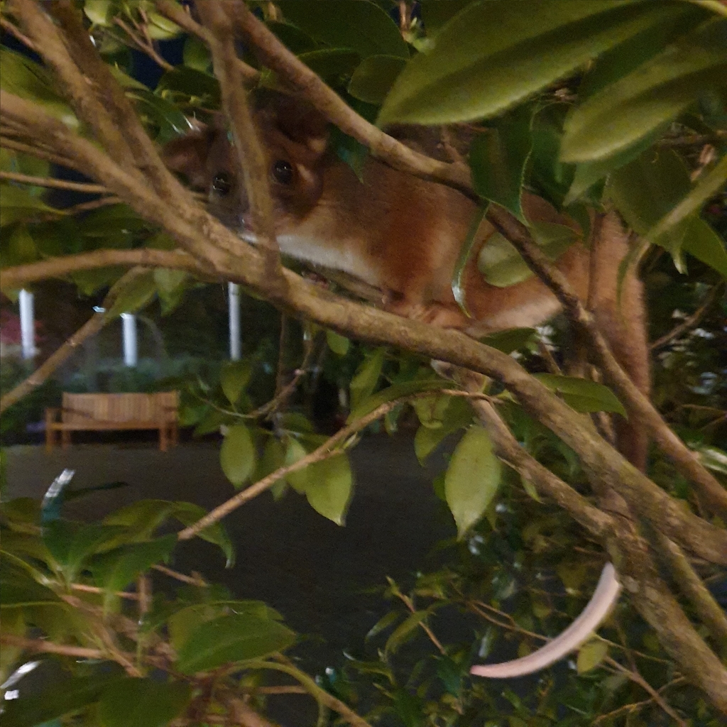 Common Ringtail Possum from St Catherine's School, Gate 1, Albion St ...