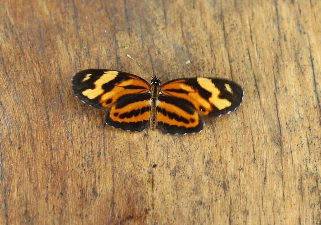 Tiger Crescent from Maynas Province, Peru on July 17, 2022 at 10:49 AM ...