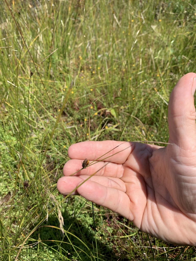 few-seeded sedge in August 2022 by J. Christopher Ludwig · iNaturalist
