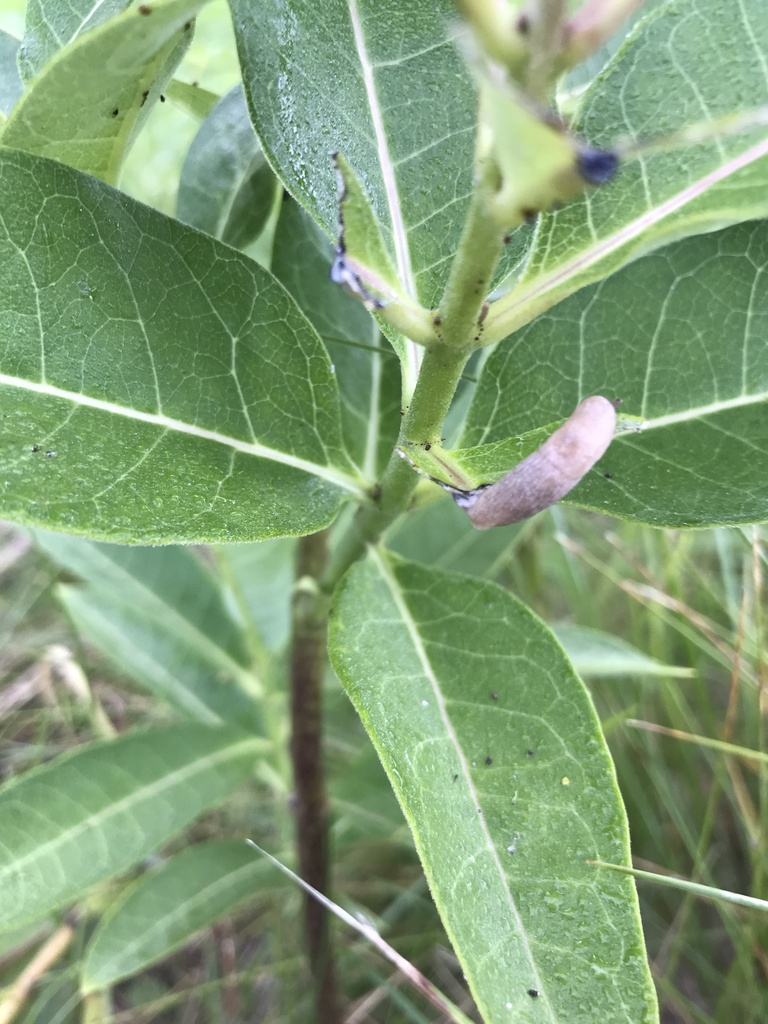 Milky Slug from Golf Dorval, Dorval, QC, CA on August 3, 2022 at 06:55 ...