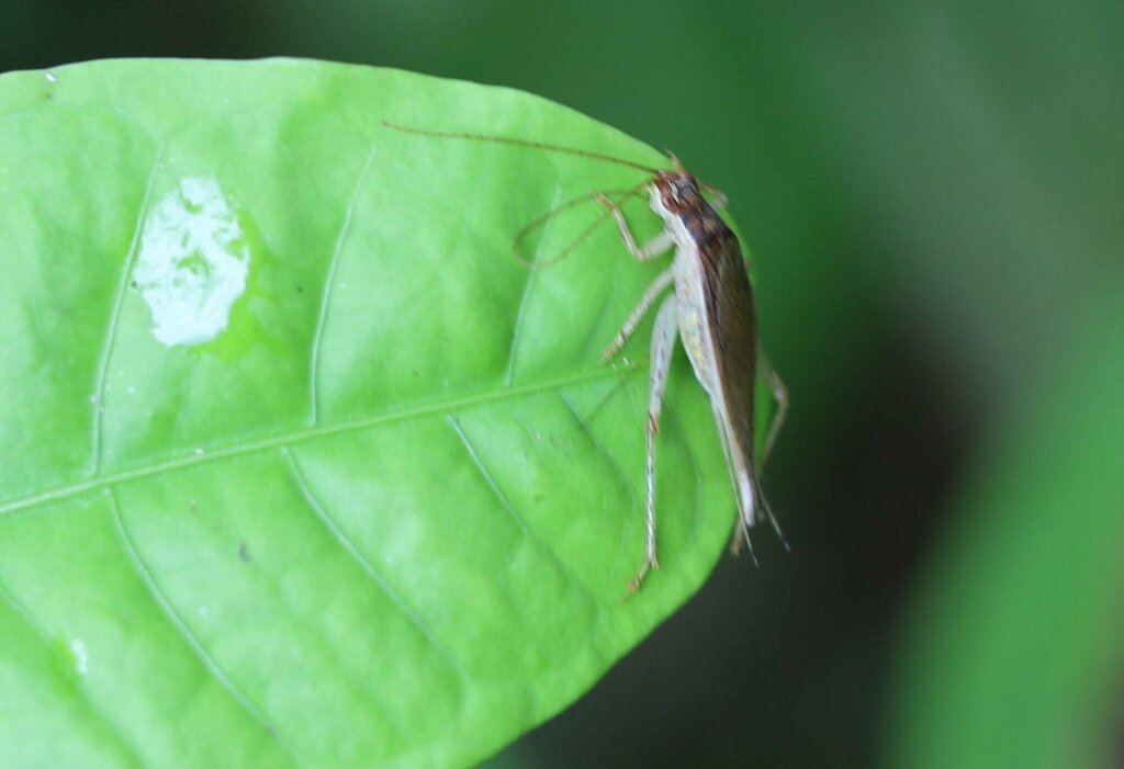 True Crickets from Maynas Province, Peru on July 19, 2022 at 09:15 AM ...