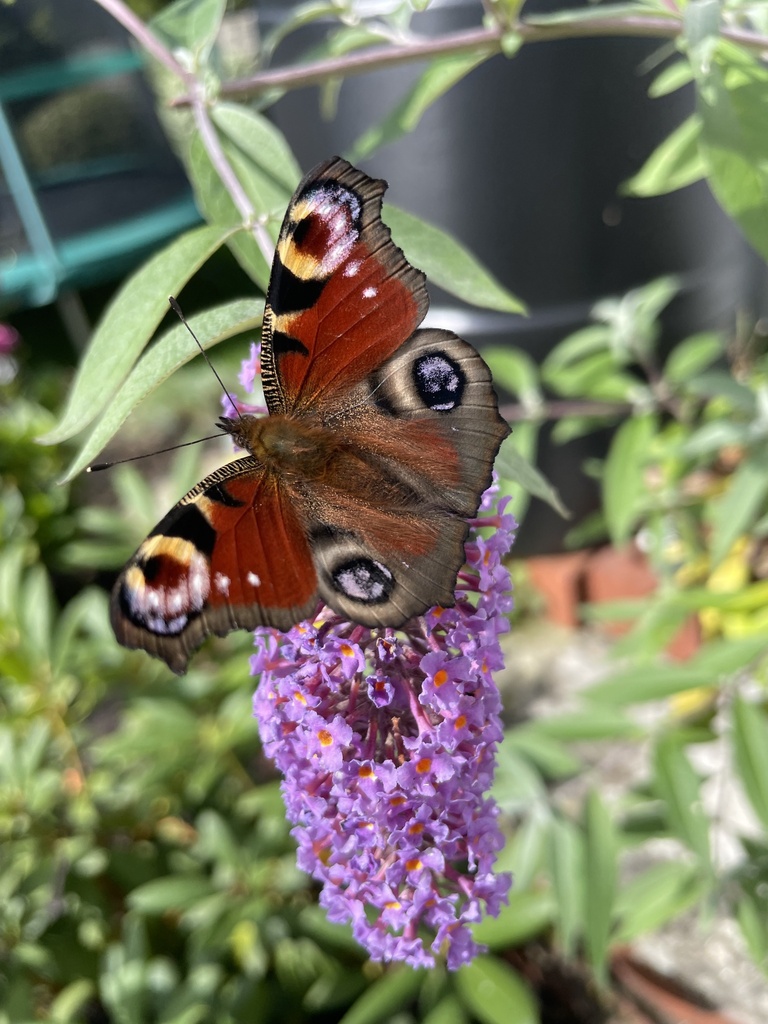 European Peacock Butterfly from Almond Brook Road, Wigan, England, GB ...
