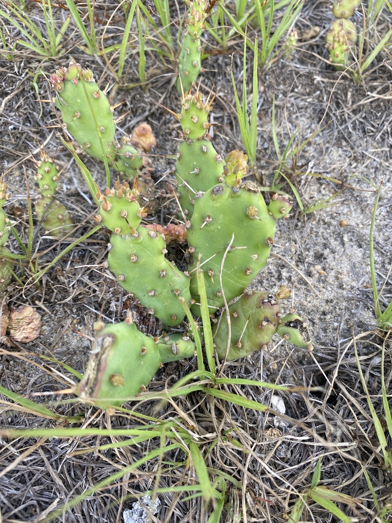 Creeping Cactus from Wright Brothers National Memorial, Kill Devil ...