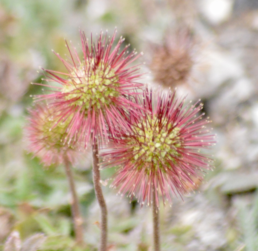 Two-spined Acaena from Departamento de Cusco, PE on July 09, 2022 at 10 ...