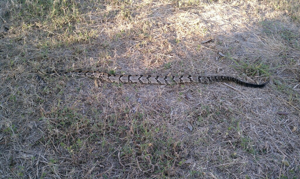 Timber Rattlesnake in October 2010 by jugbayjs · iNaturalist